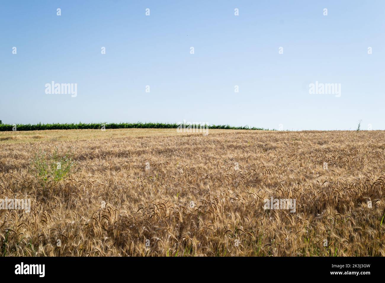 Yellow grain ready for harvest growing in a farm field with beautiful ...