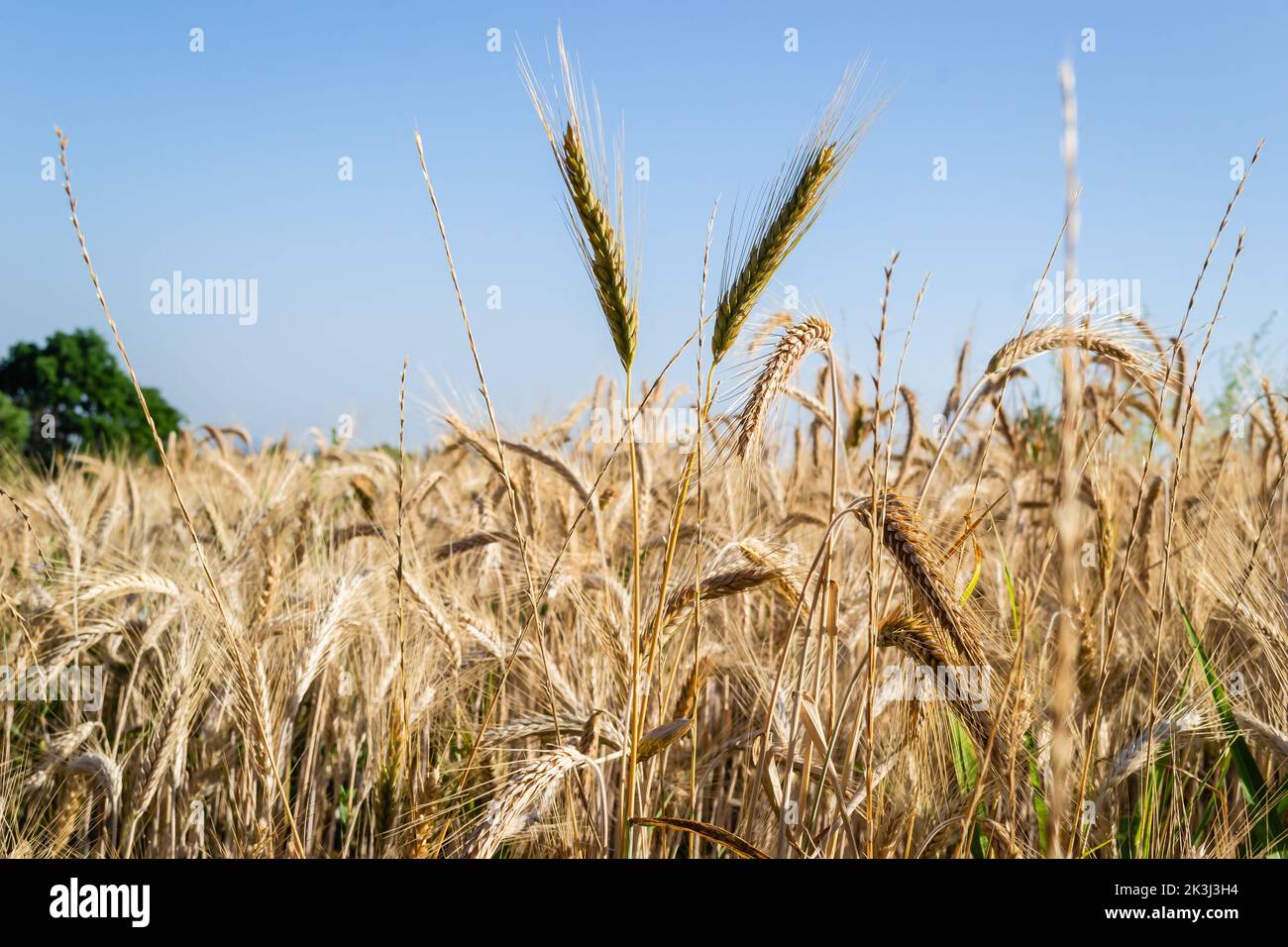 Yellow grain ready for harvest growing in a farm field with beautiful ...