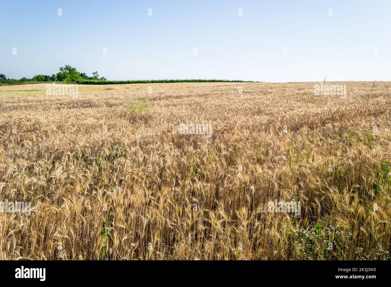 Yellow grain ready for harvest growing in a farm field with beautiful ...