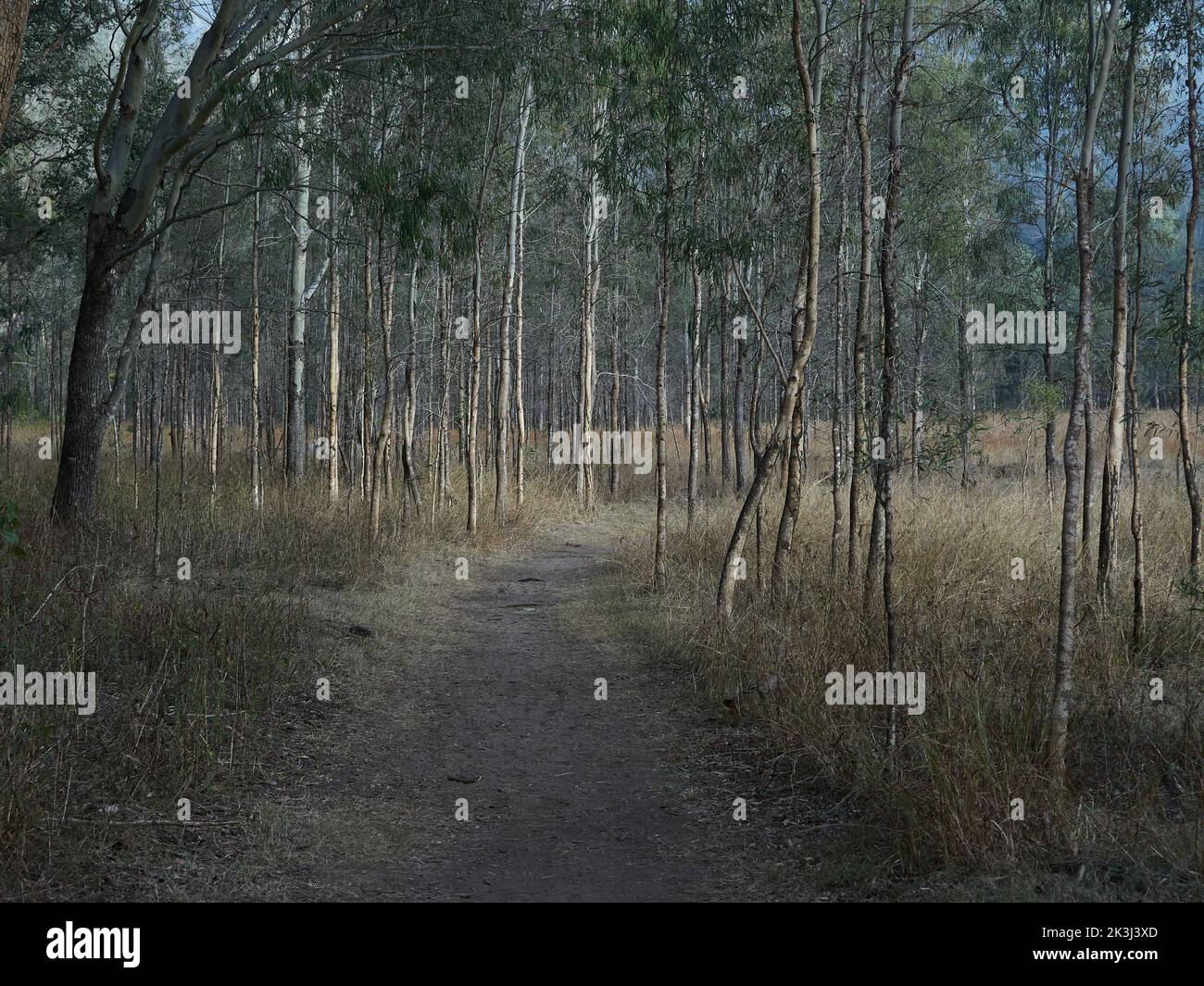 A pathway at Cania Gorge National Park, Queensland Stock Photo - Alamy