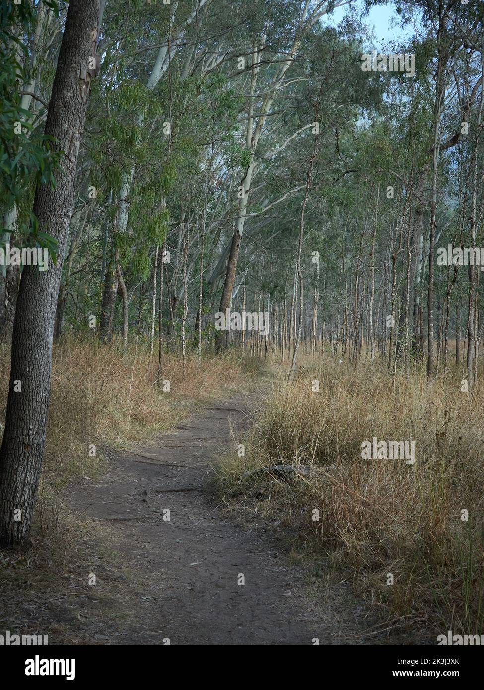 A vertical shot of a pathway at Cania Gorge National Park, Queensland ...