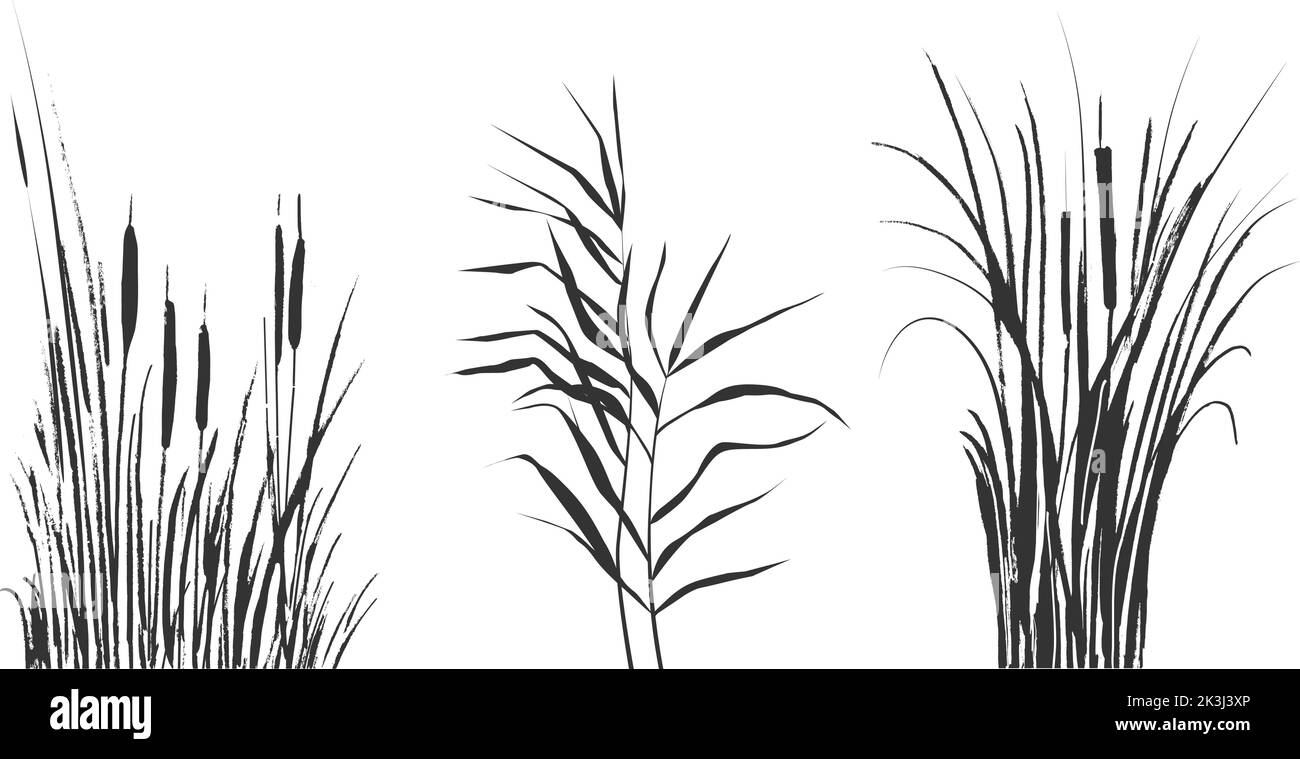 Bull rushes Cut Out Stock Images & Pictures - Alamy