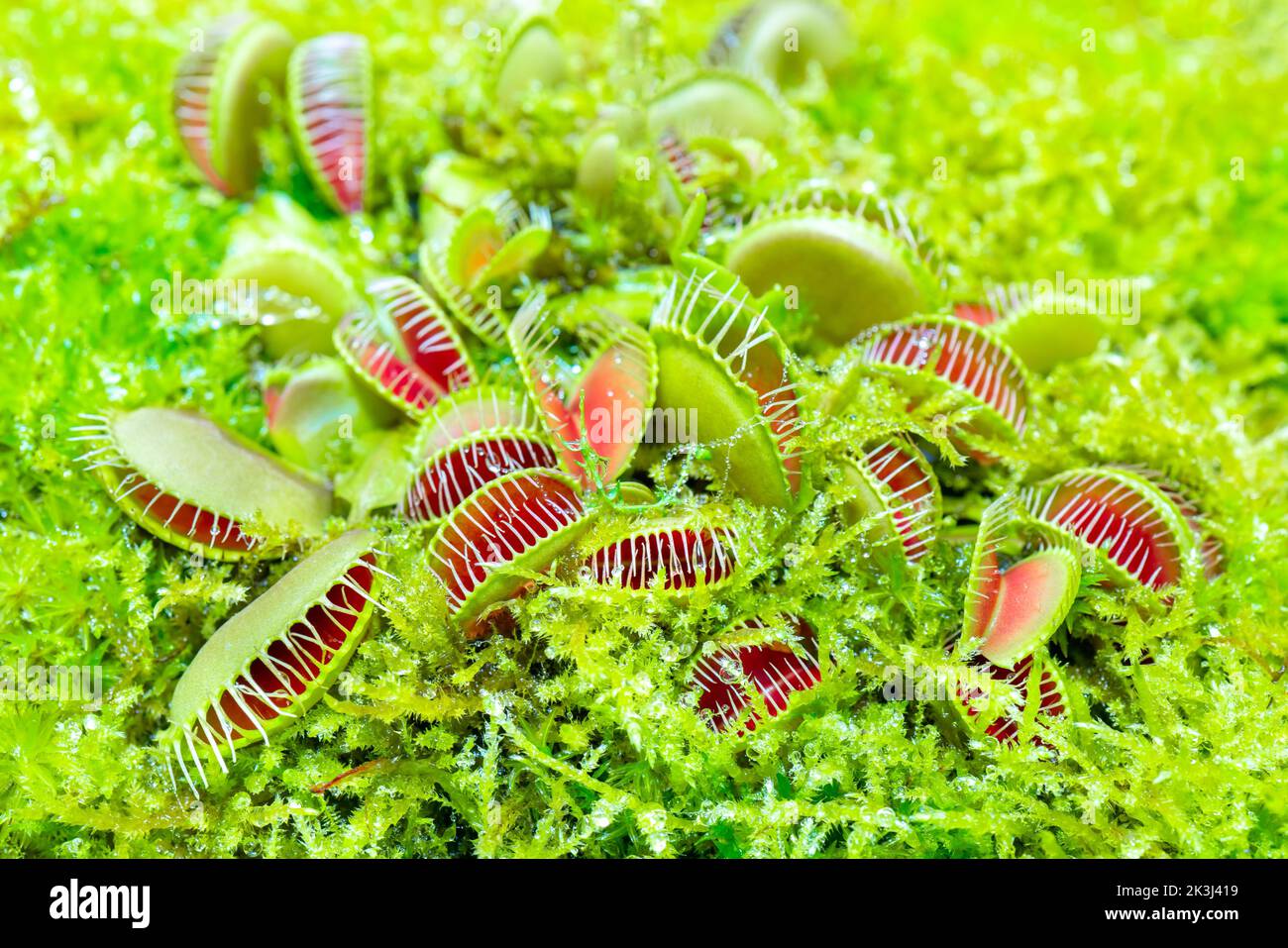 Venus flytrap species hi-res stock photography and images - Alamy