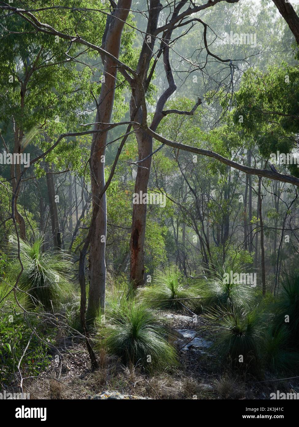 A vertical shot of a pathway at Cania Gorge National Park, Queensland ...