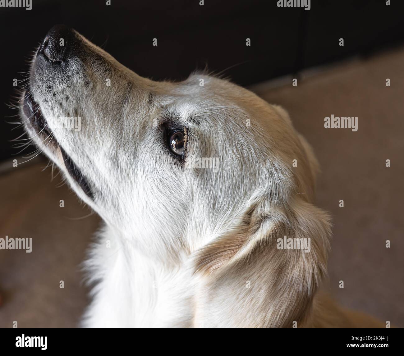Dog labrador close-up in the interior of the house Stock Photo - Alamy