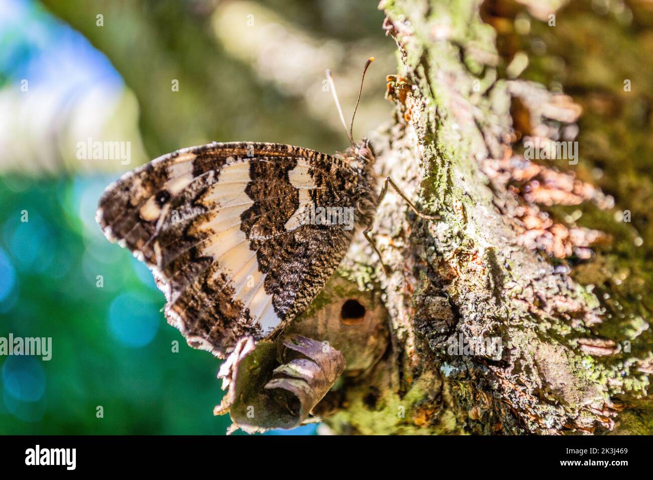 Black and white diurnal butterfly in its natural environment Stock ...