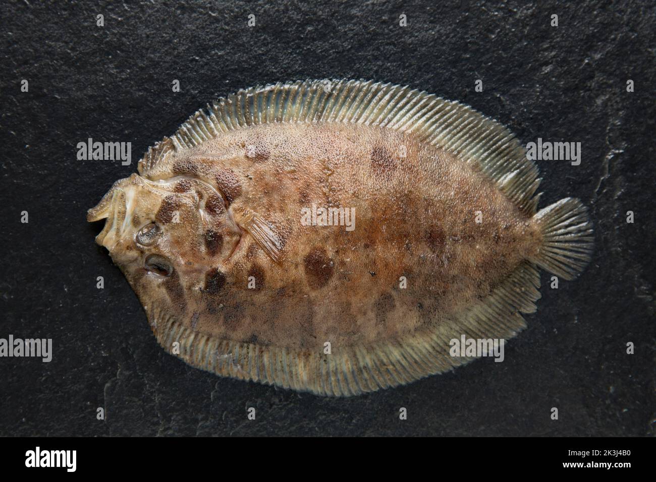 A Topknot flatfish, Zeugopterus punctatus, caught in the English ...