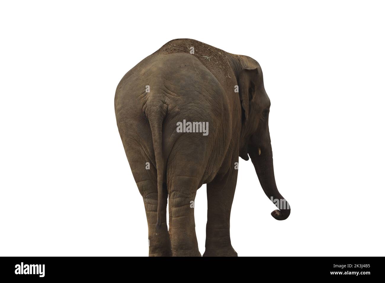 An elephant back view on white background Stock Photo - Alamy