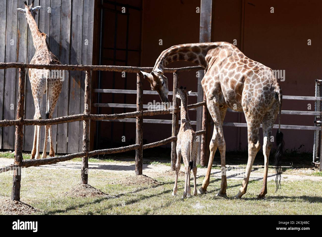 QINGDAO, CHINA - SEPTEMBER 27, 2022 - A one-week-old giraffe calf is ...
