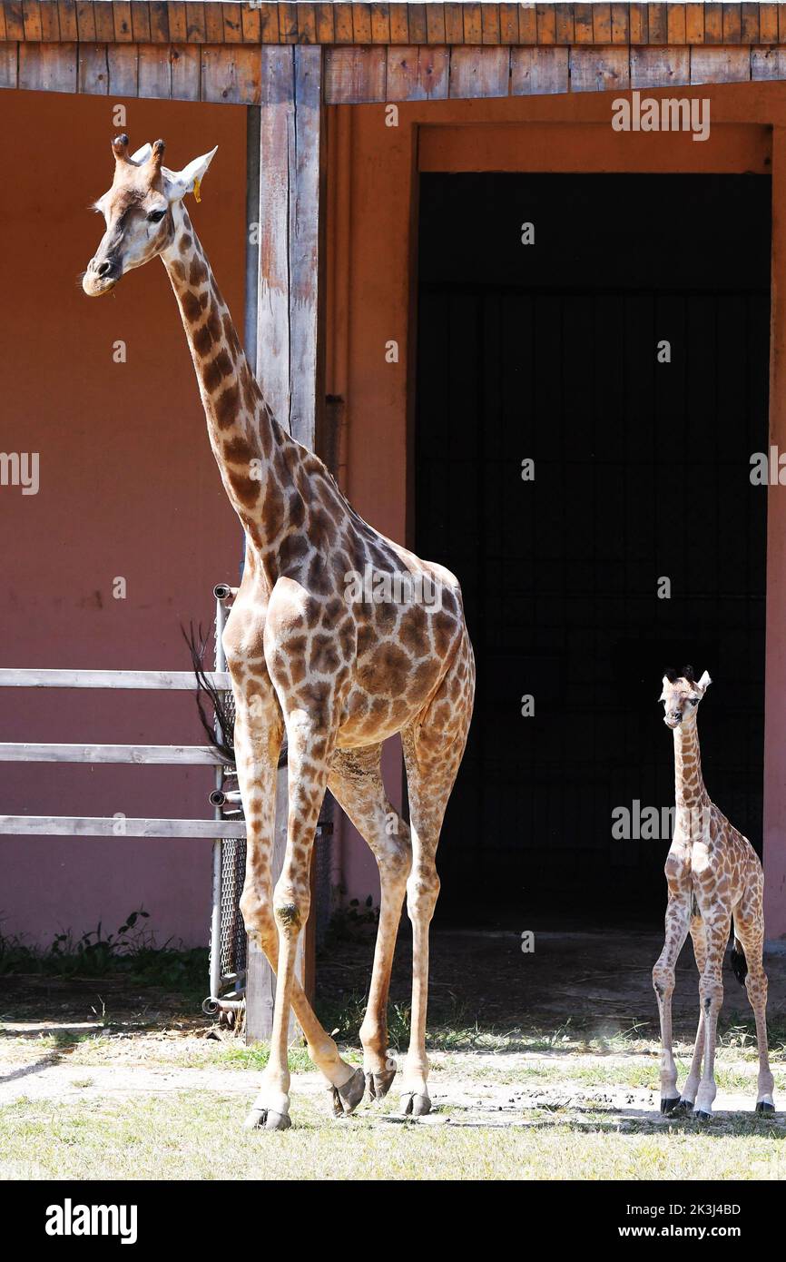 QINGDAO, CHINA - SEPTEMBER 27, 2022 - A one-week-old giraffe calf is ...