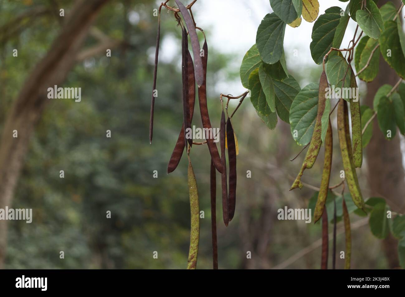 The Dry pods hanging on a tree Stock Photo - Alamy