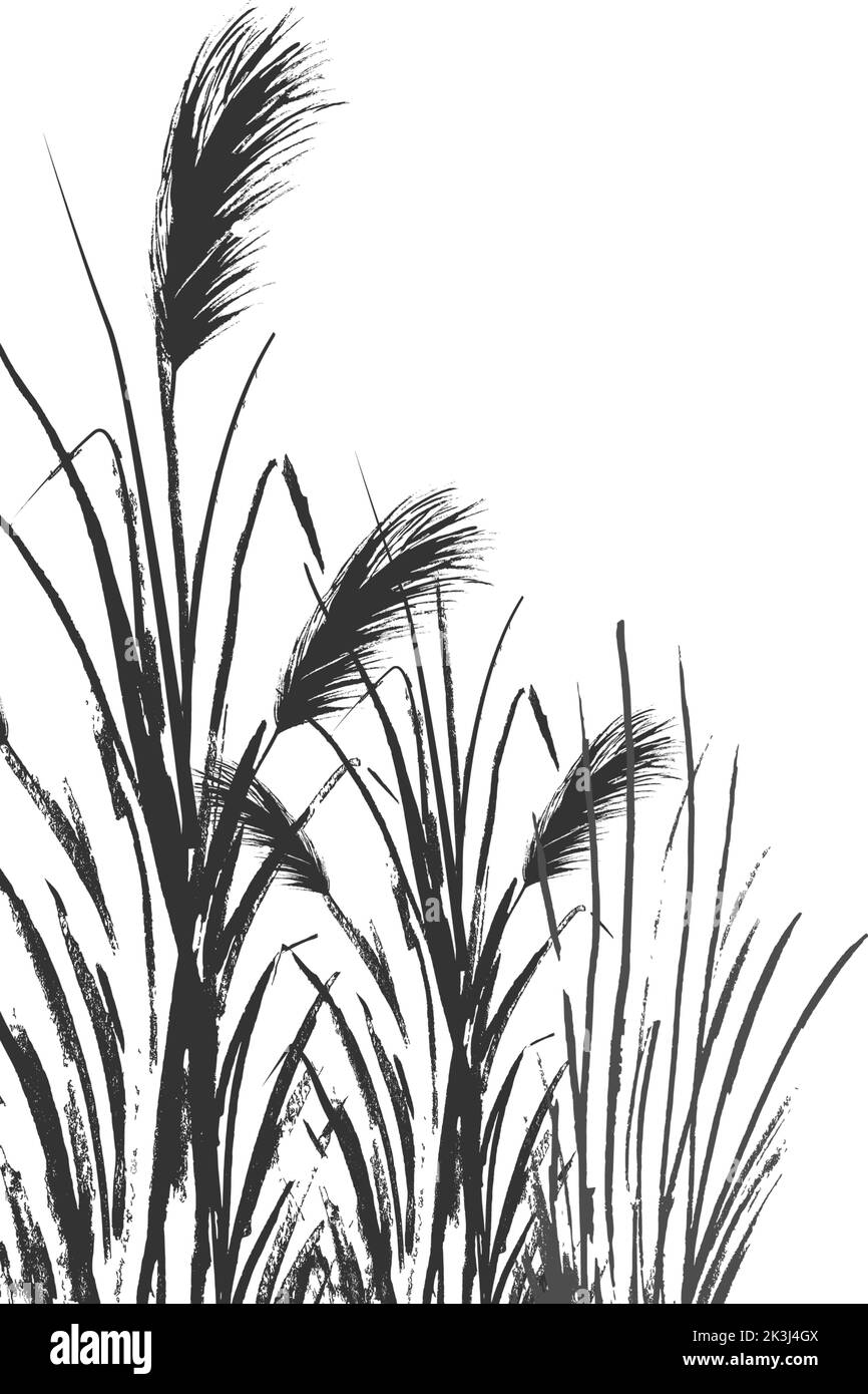 Bull rushes Cut Out Stock Images & Pictures - Alamy