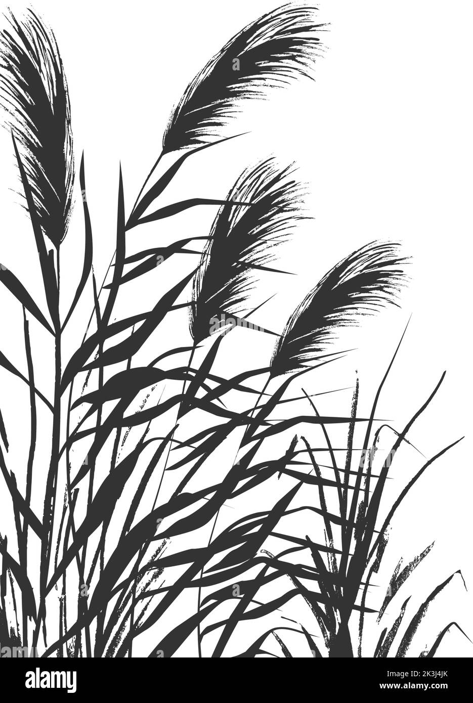 Isolated vector drawing.Image of a monochrome reed or bulrush on a ...