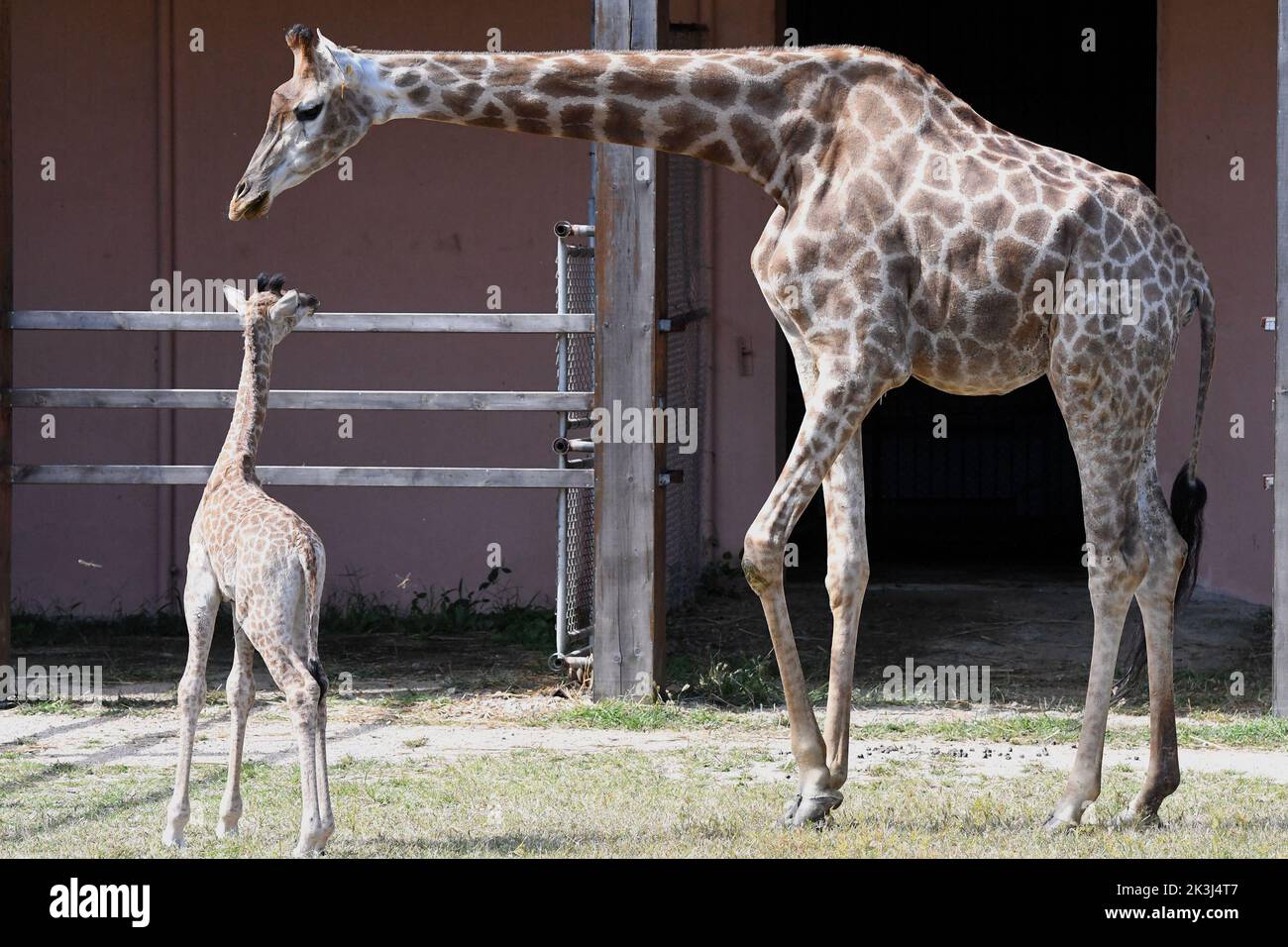 QINGDAO, CHINA - SEPTEMBER 27, 2022 - A one-week-old giraffe calf is ...