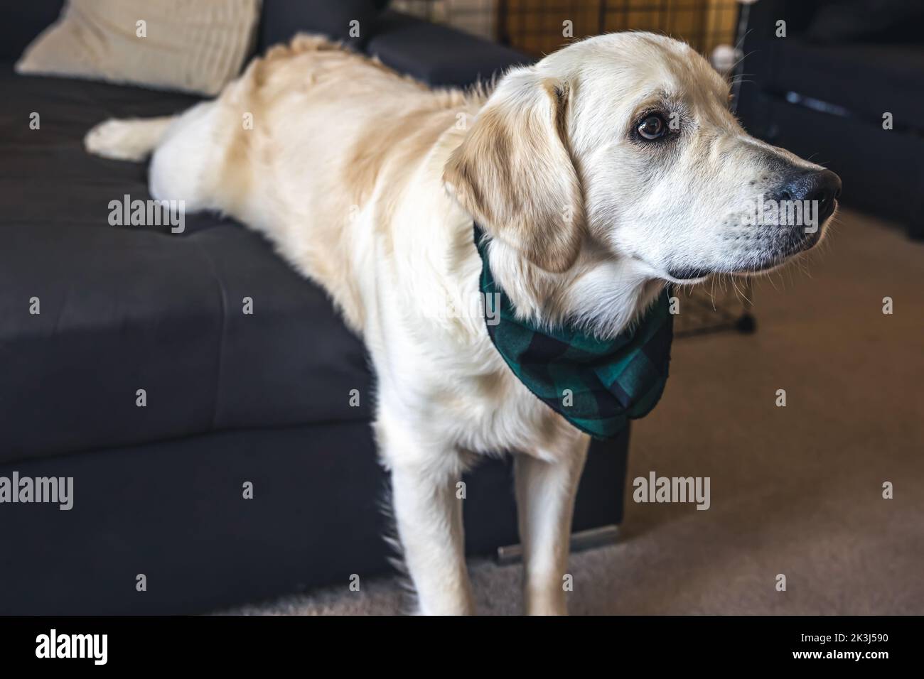 White dog labrador close-up on the sofa in the interior of the house ...