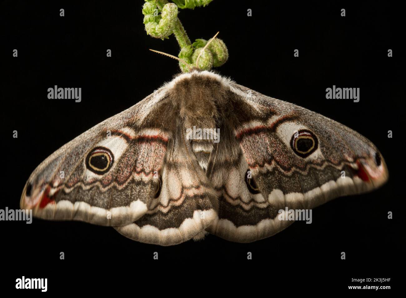 British moths hi-res stock photography and images - Alamy