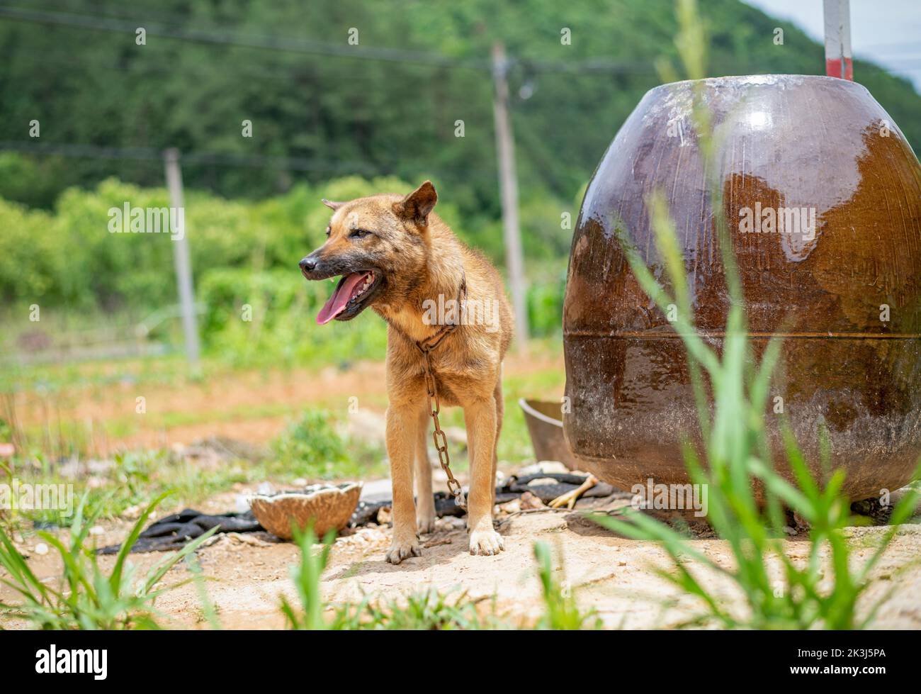 The local dog in rural China -- the Chinese pastoral dog Stock Photo ...
