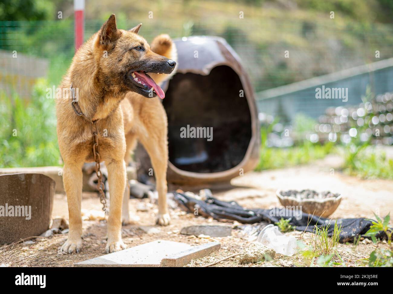 The local dog in rural China -- the Chinese pastoral dog Stock Photo ...