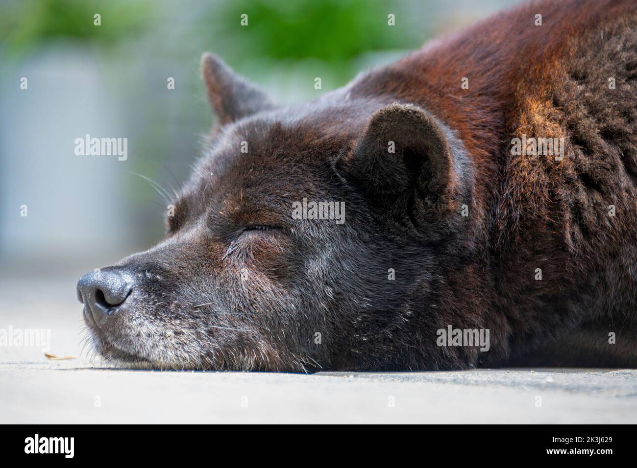 The local dog in rural China -- the Chinese pastoral dog Stock Photo ...