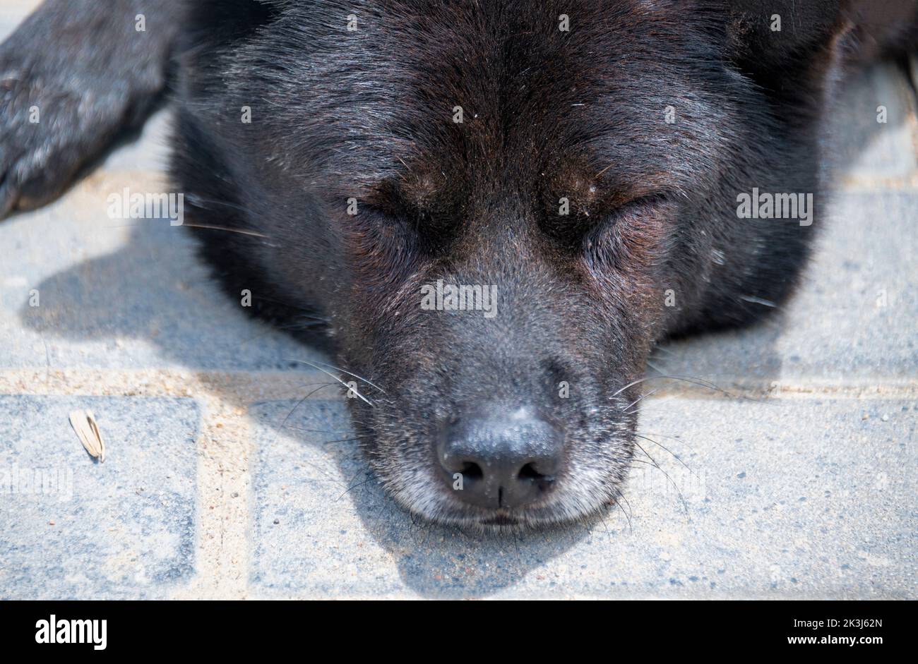 The local dog in rural China -- the Chinese pastoral dog Stock Photo ...