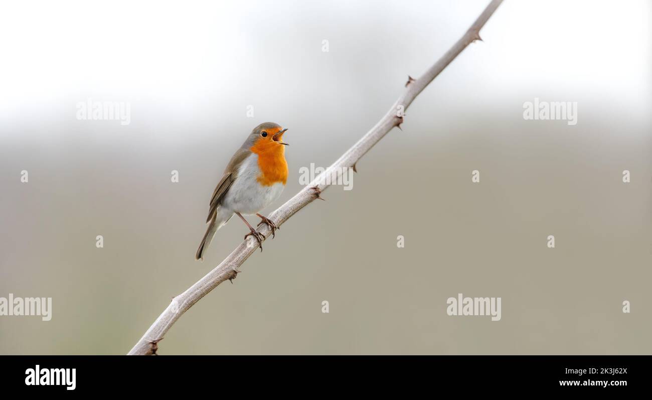 A small robin, singing, with it's beak open, sitting on bramble branch ...