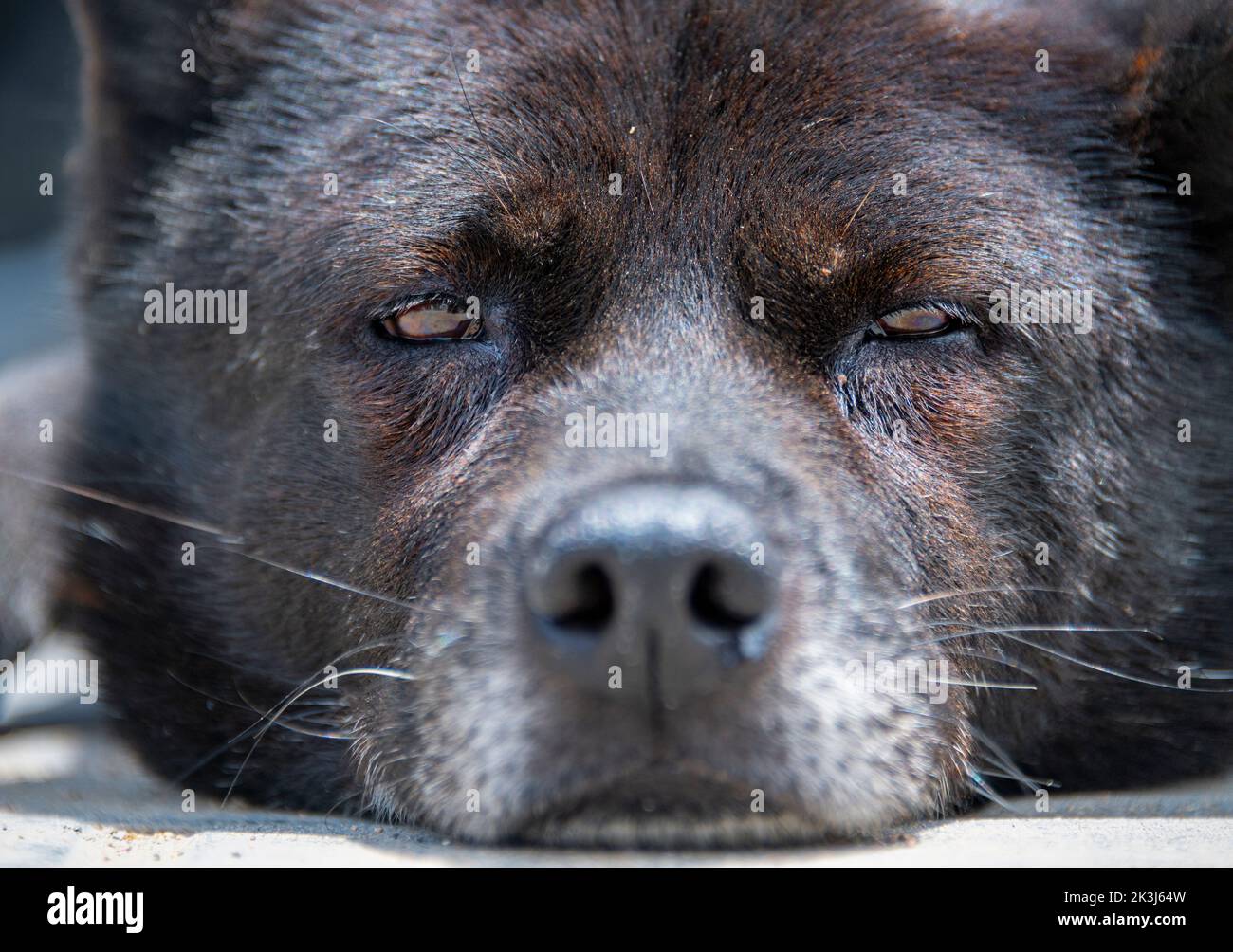 The local dog in rural China -- the Chinese pastoral dog Stock Photo ...