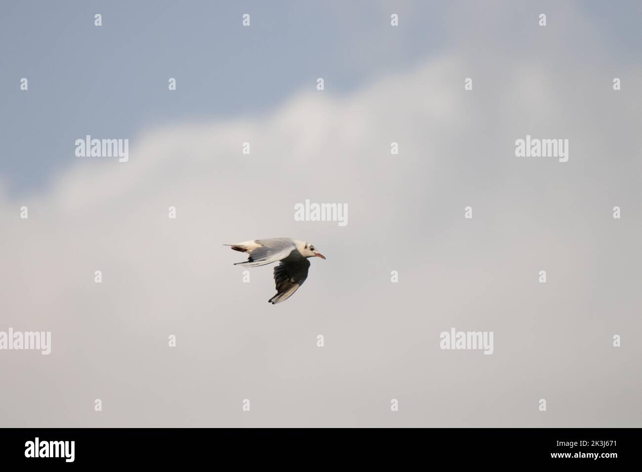 Black headed gull animal animals hi-res stock photography and images ...