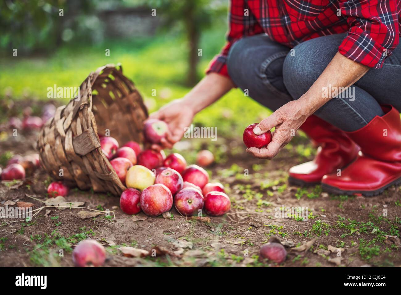 Woman farmer in the apple orchard garden pick up organic ripe apples ...