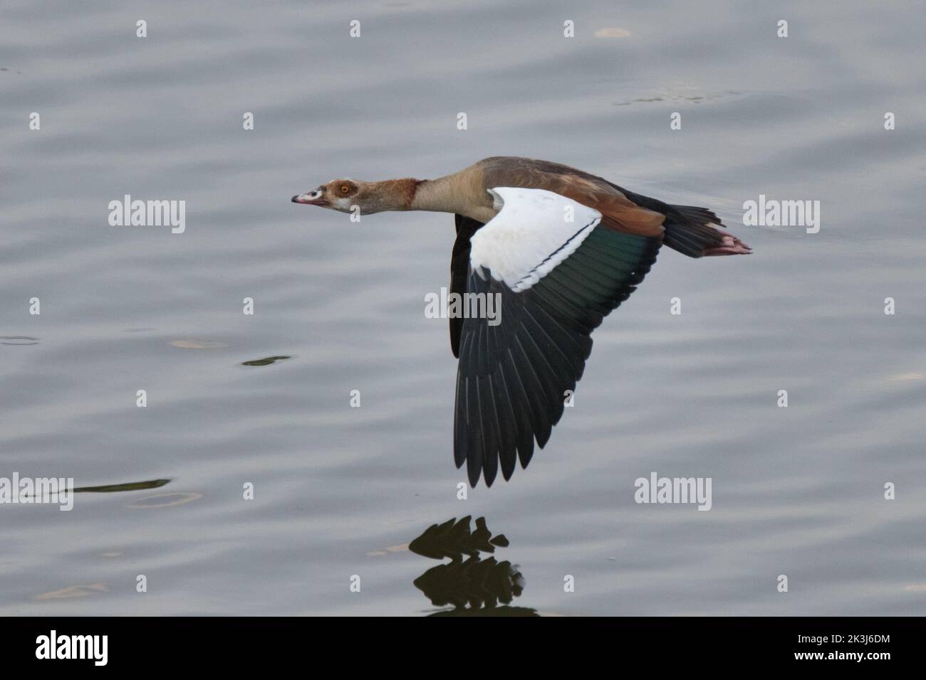 Female egyptian goose hi-res stock photography and images - Alamy