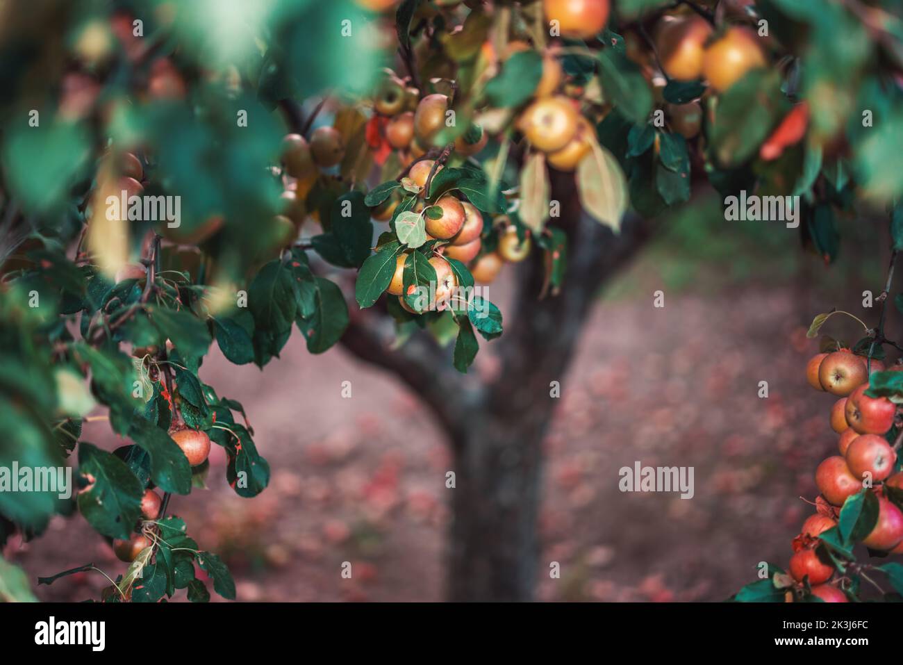 Apple tree with red apples in a orchard garden. Fruits harvest Stock ...