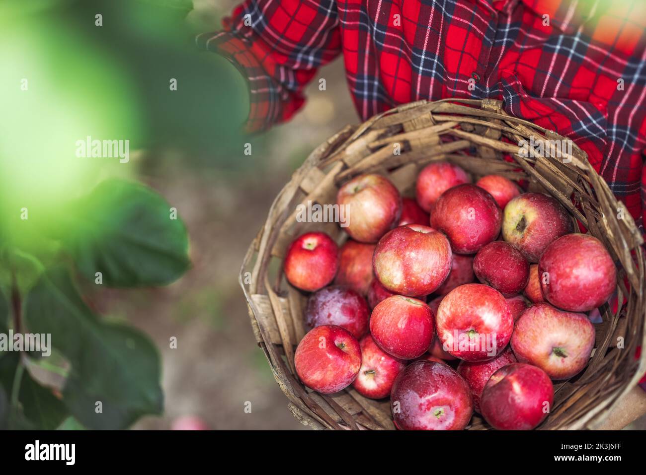 Woman farmer in the apple orchard garden pick up organic ripe apples ...