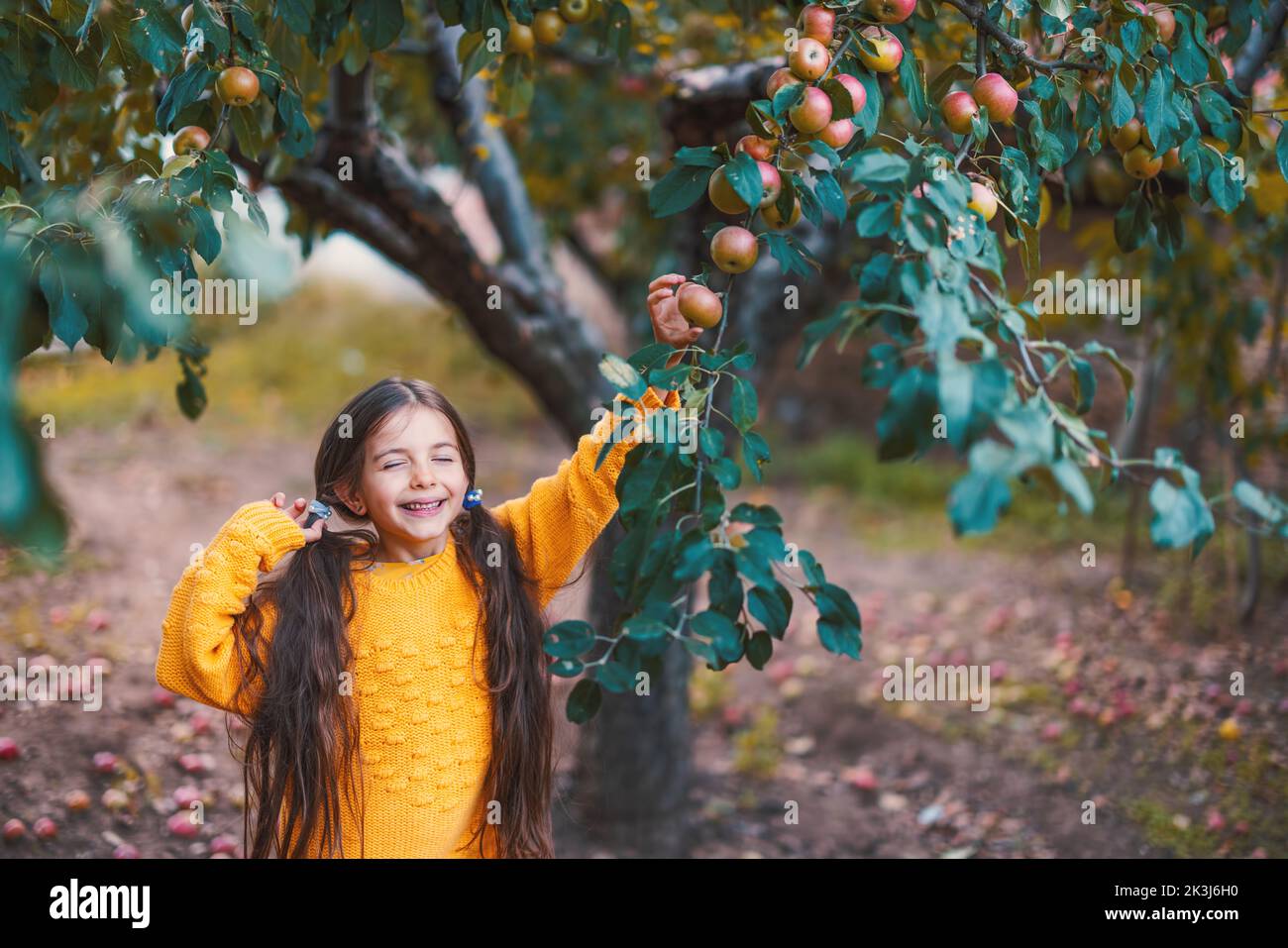 Farmer girl in apple orchard pick up organic ripe fruits from the apple ...