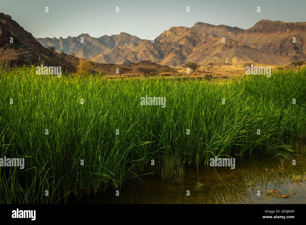 Beautiful deep green Hatta lake with rocky Hajar Mountains on ...