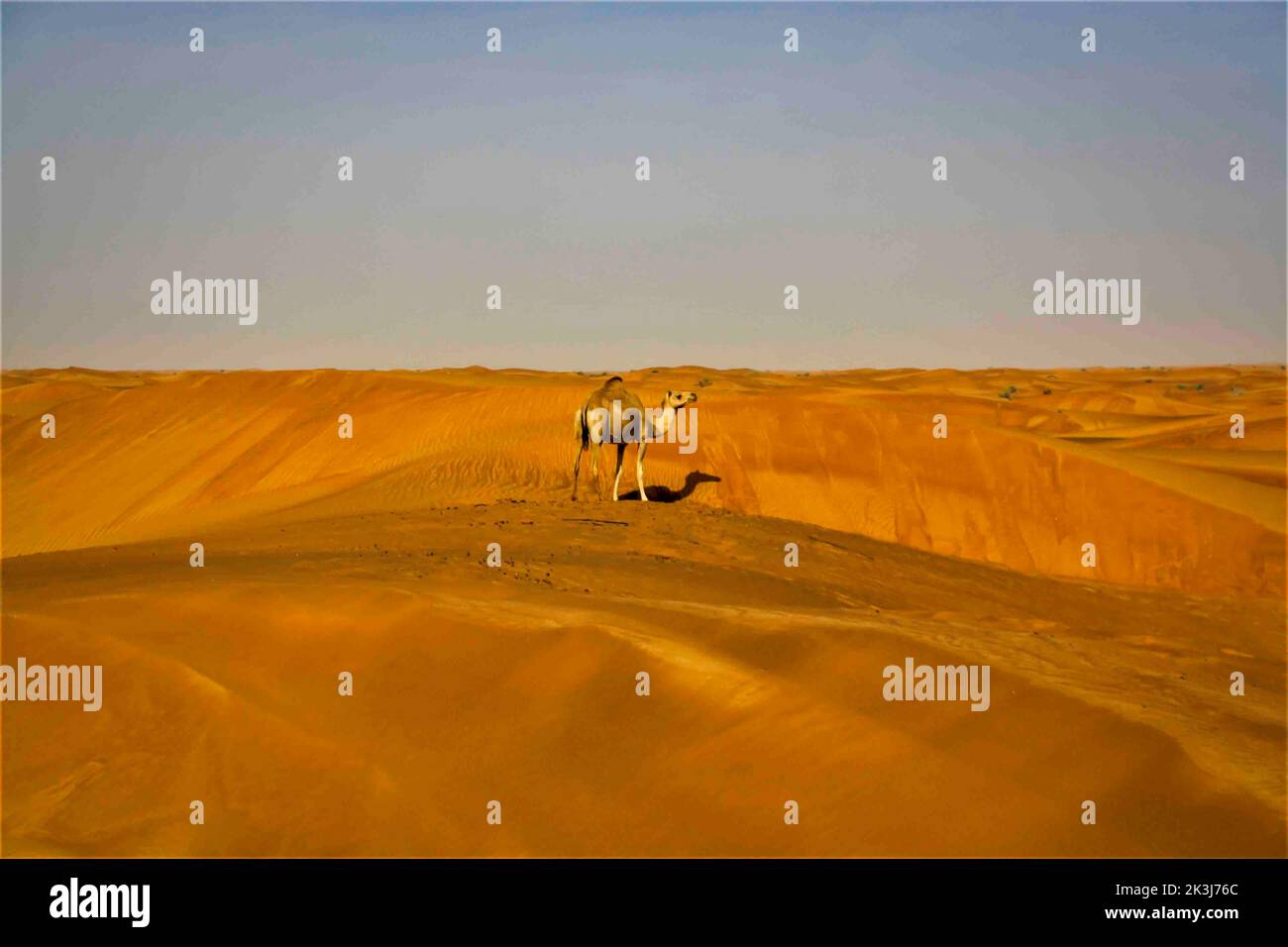 Maleha desert. Maleha is a big dunes in Sharjah, UAE. Fossil rock or ...