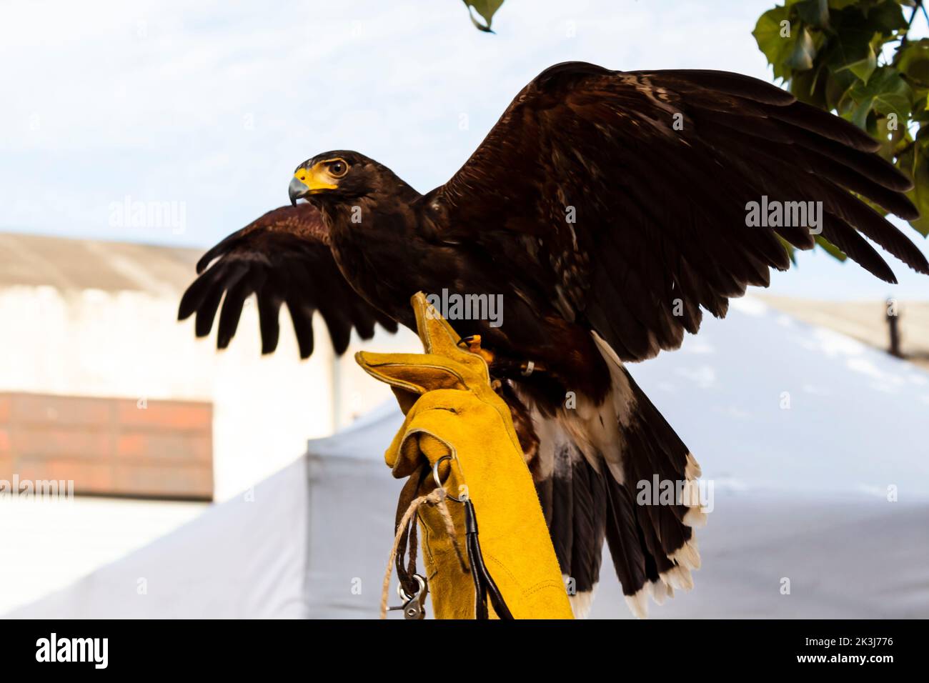 Tamed and trained hi-res stock photography and images - Alamy