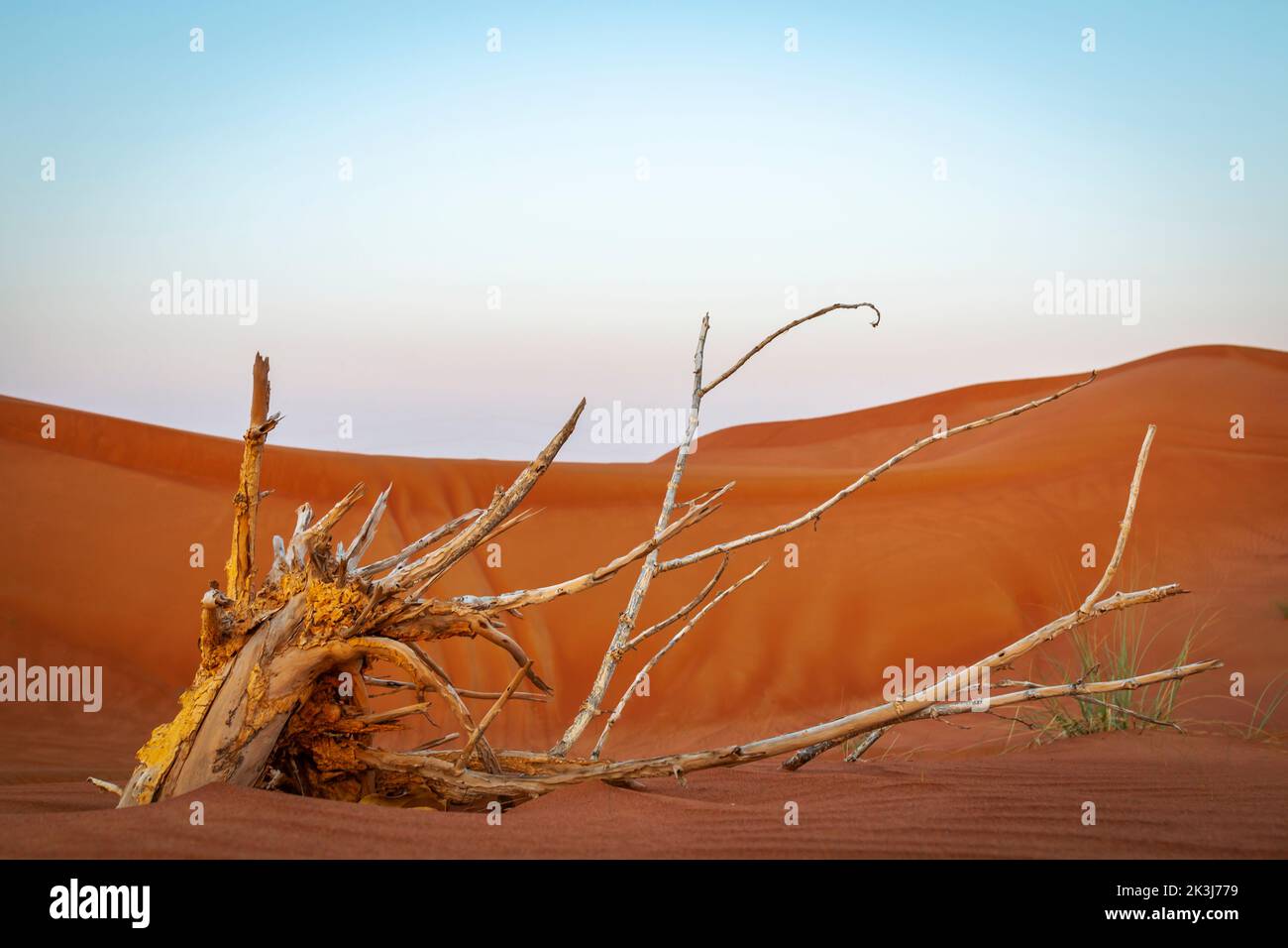 Maleha desert. Maleha is a big dunes in Sharjah, UAE. Fossil rock or ...