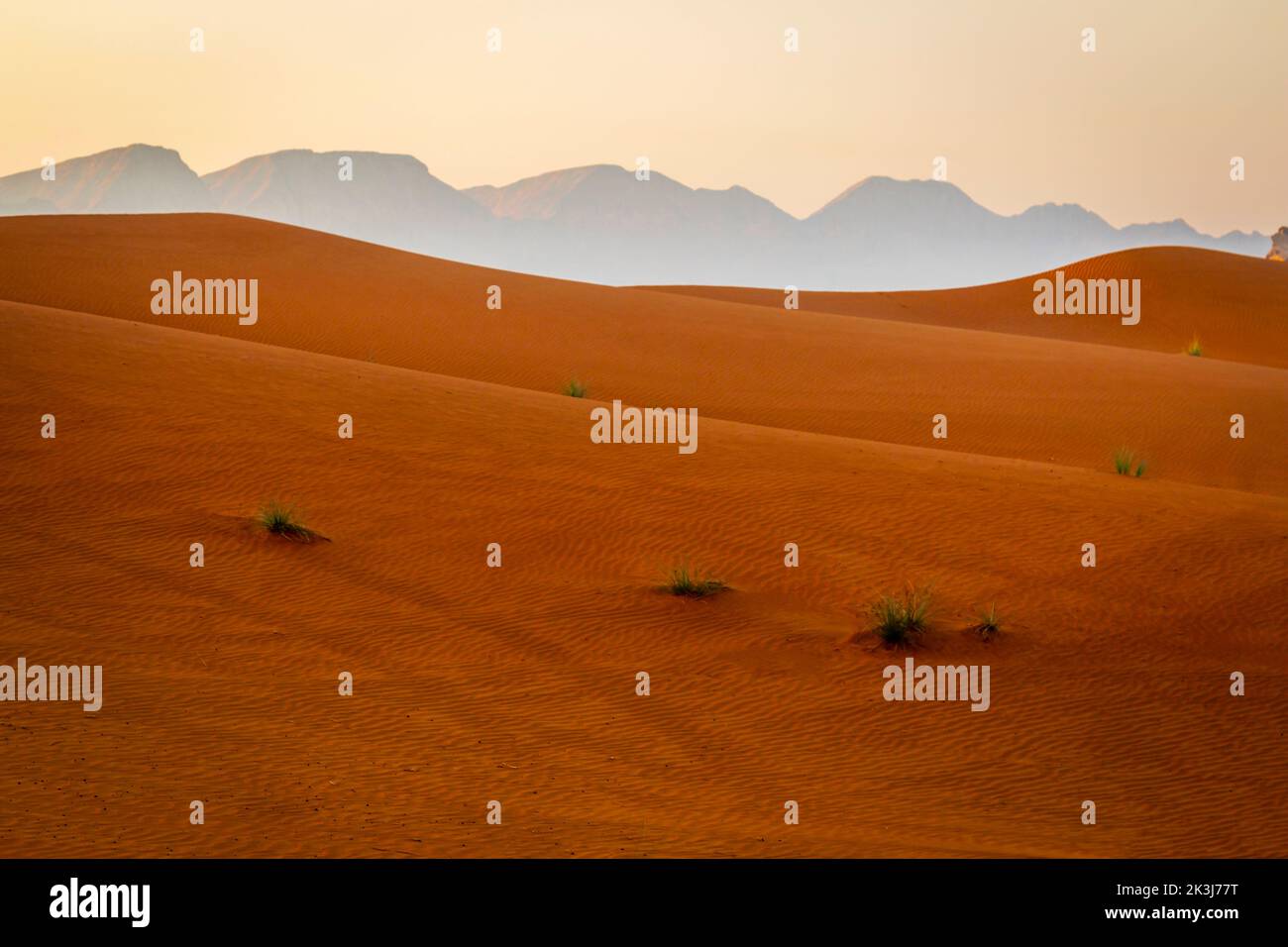 Maleha desert. Maleha is a big dunes in Sharjah, UAE. Fossil rock or ...
