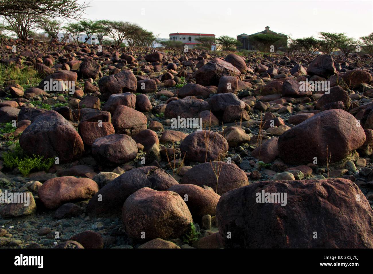 Maleha desert. Maleha is a big dunes in Sharjah, UAE. Fossil rock or ...