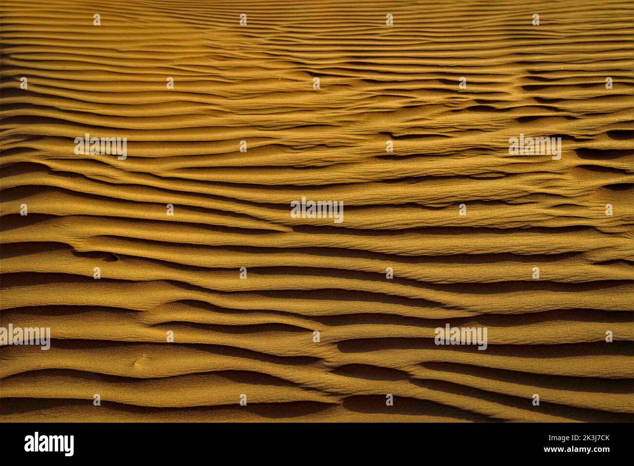 Maleha desert. Maleha is a big dunes in Sharjah, UAE. Fossil rock or ...