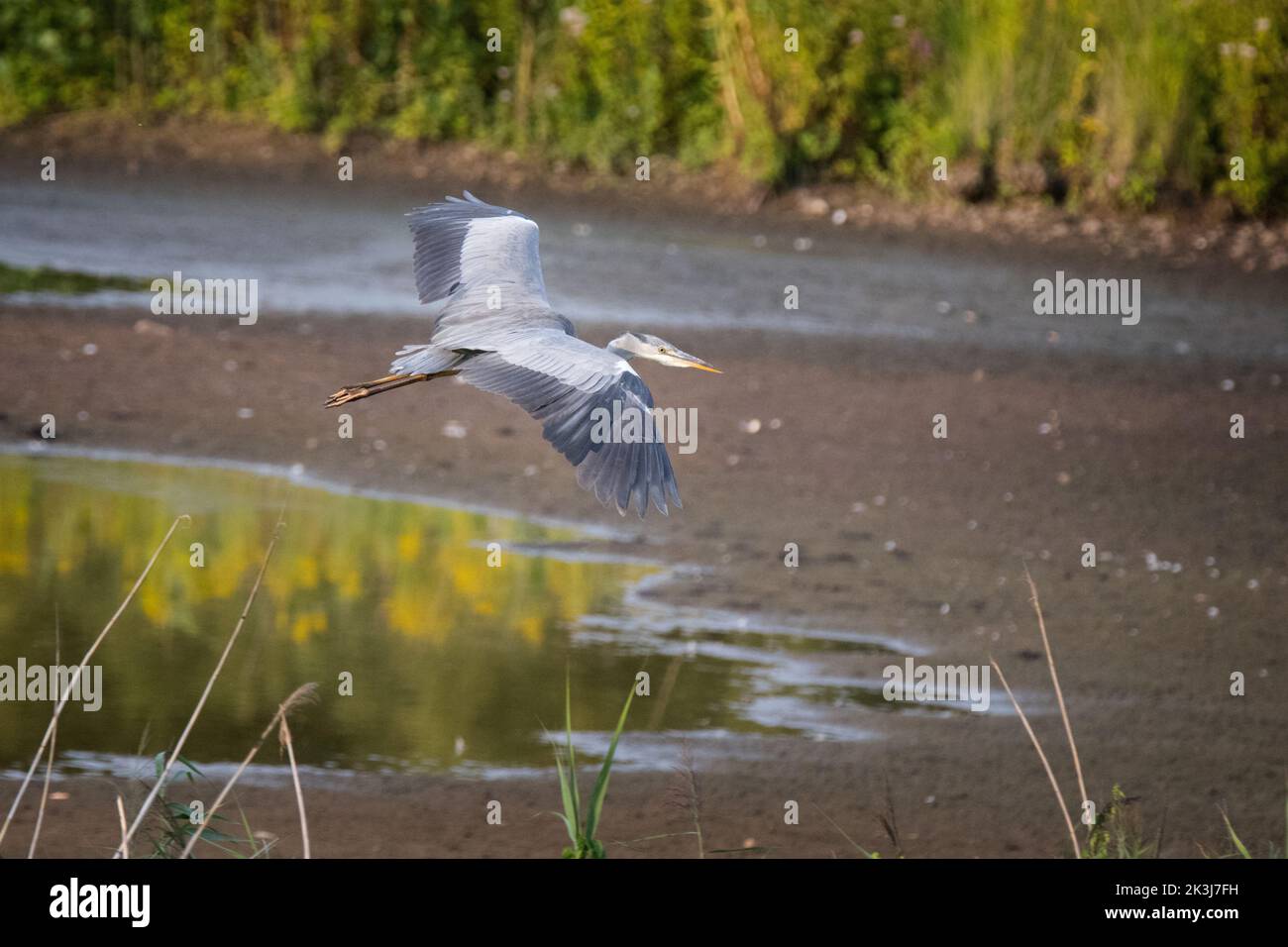 Gray Heron in flight Stock Photo - Alamy