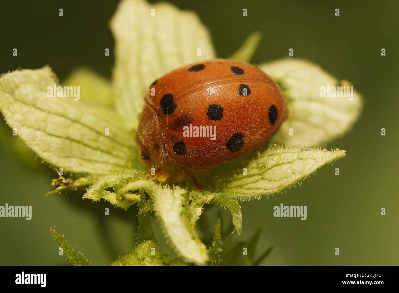 Detailed closeup on an orange bryony ladybird , Henosepilachna argus ...