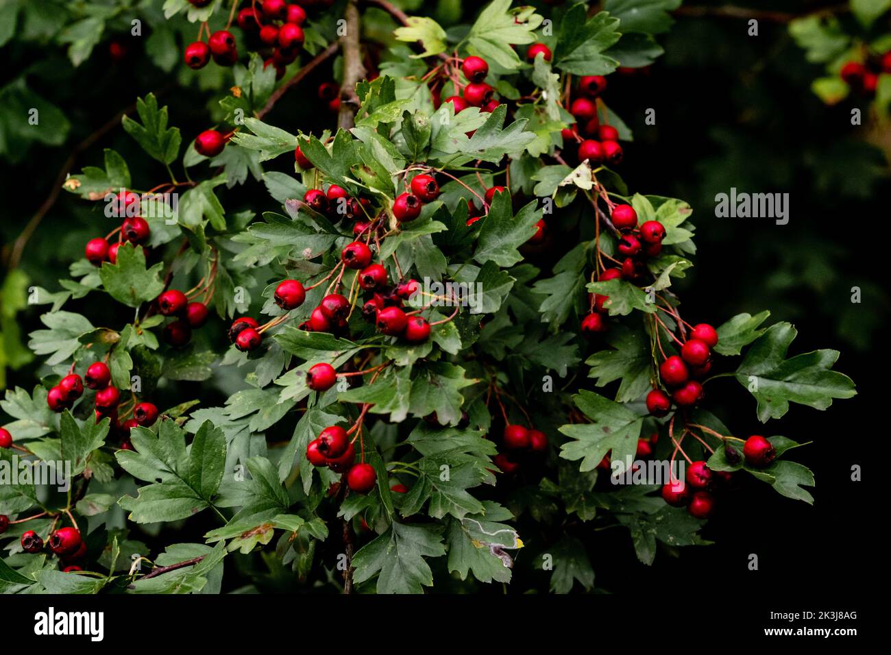 Red Berries on an Autumn Tree Stock Photo - Alamy
