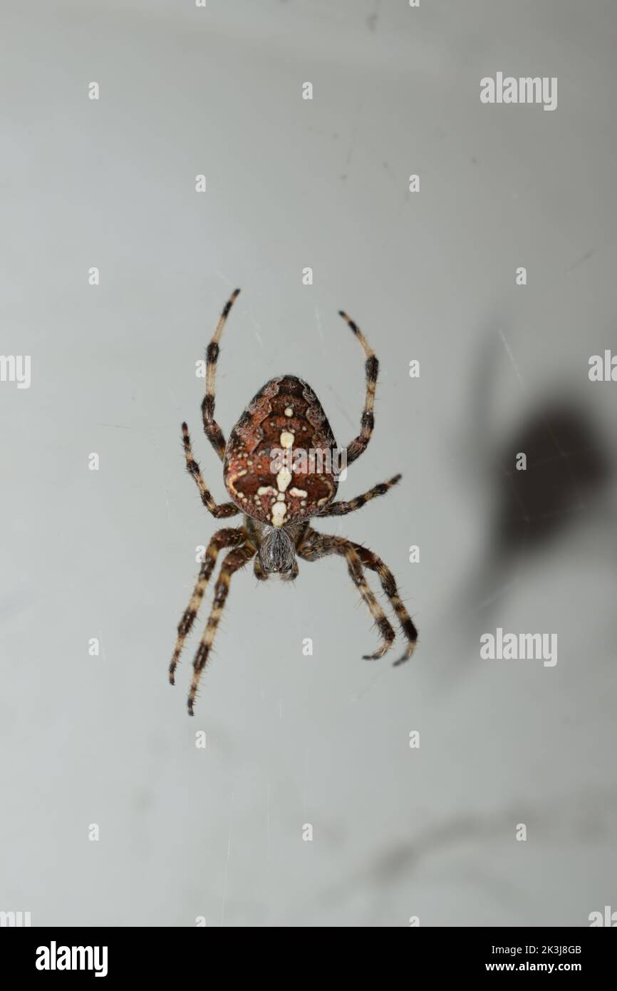 A closeup of a male European cross spider on a web. Araneus diadematus ...