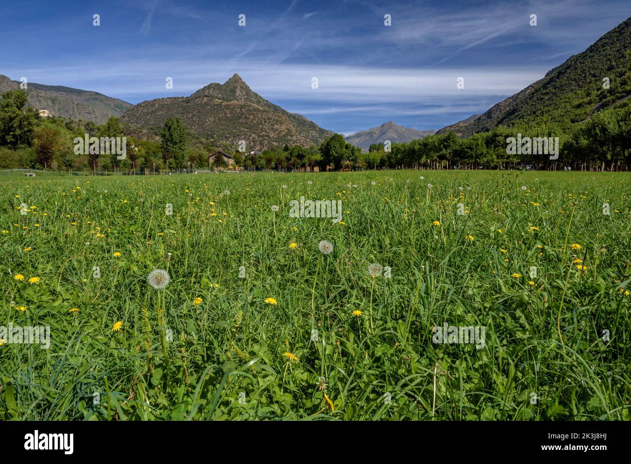 Green spring fields in Ribera de Cardós, in the Cardós valley. In the ...