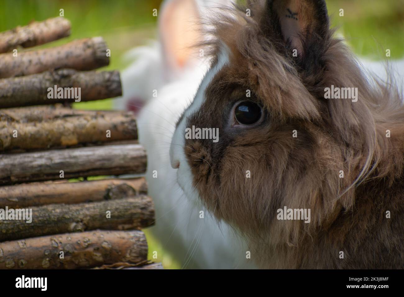 Brown lionhead rabbit hi-res stock photography and images - Alamy