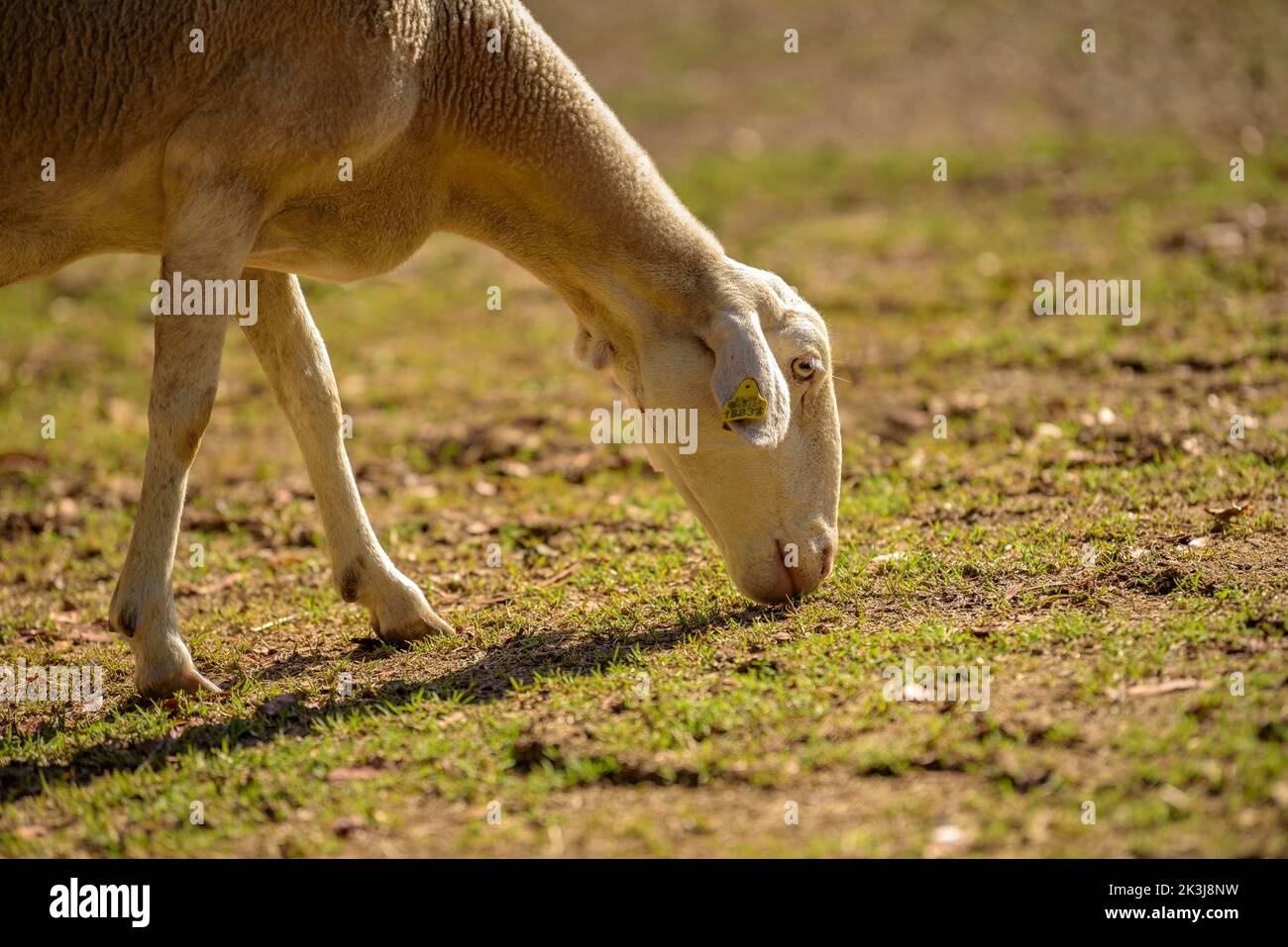 Herd of lambs belonging to the shepherd Abdul grazing in Hortsavinyà ...