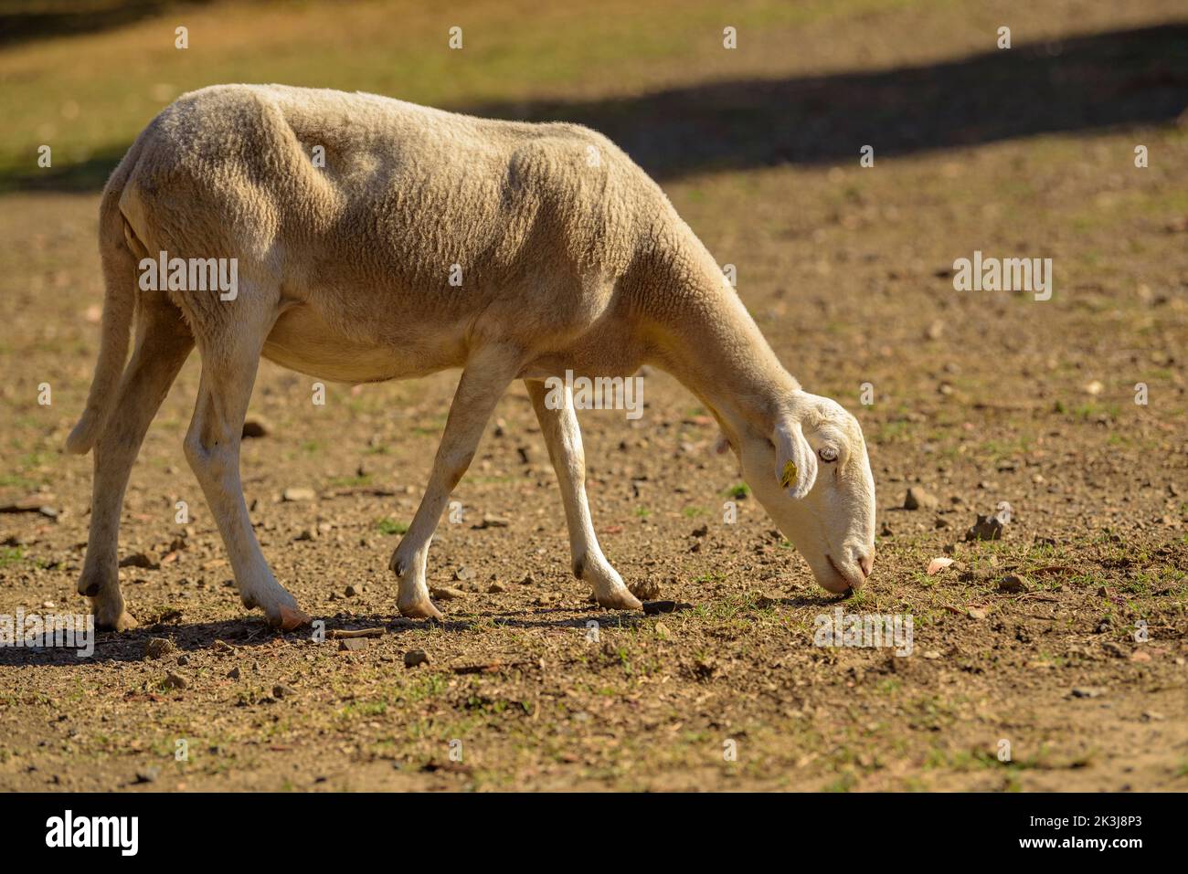 Naturaleza animales ovejas hi-res stock photography and images - Alamy