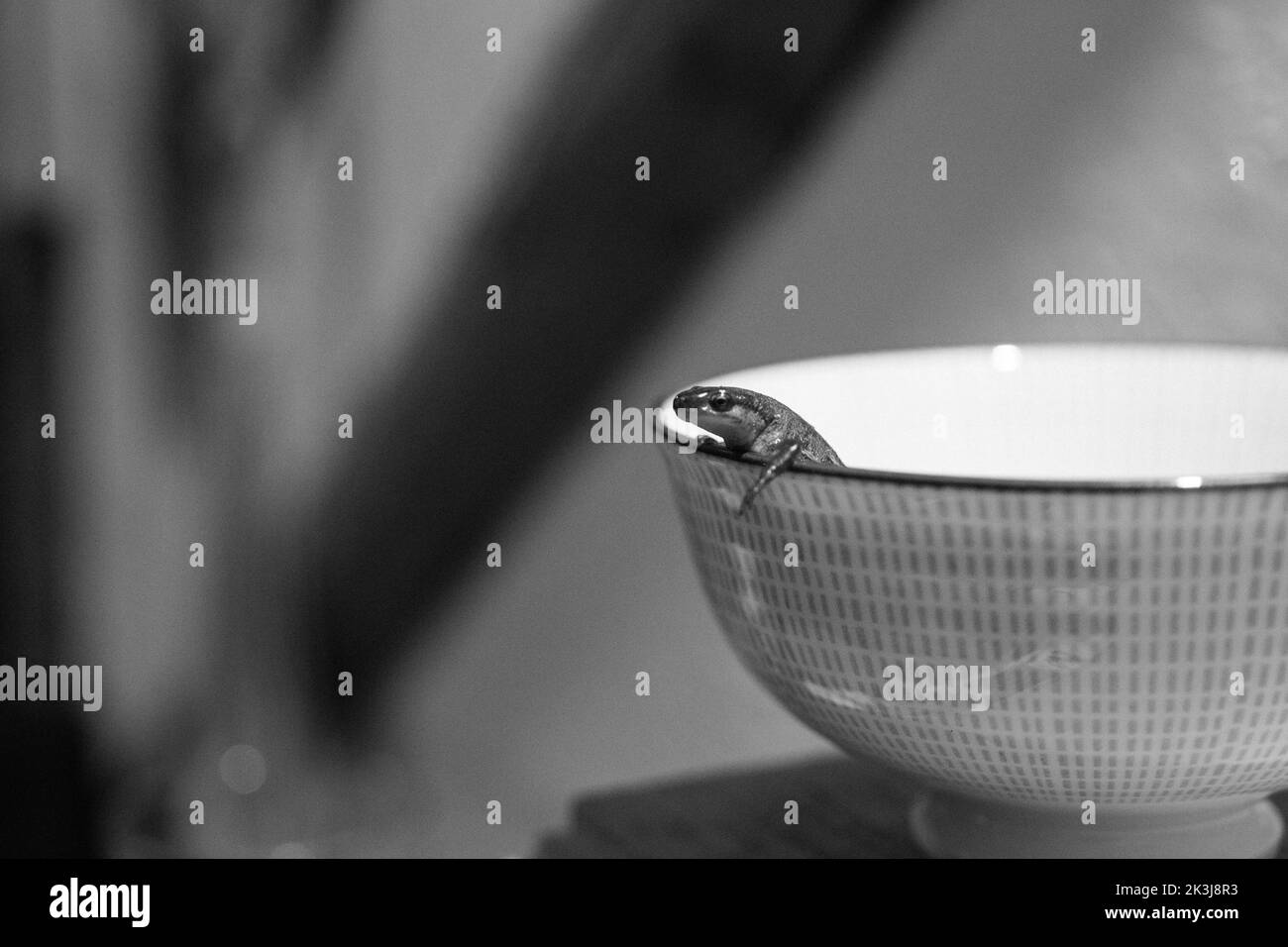 Newt Black and White Stock Photos & Images - Alamy