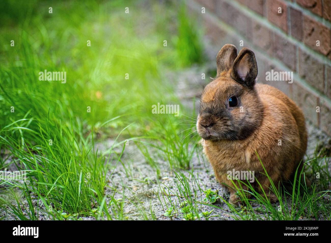 The cute wild brown rabbit in the yard, close-up Stock Photo - Alamy