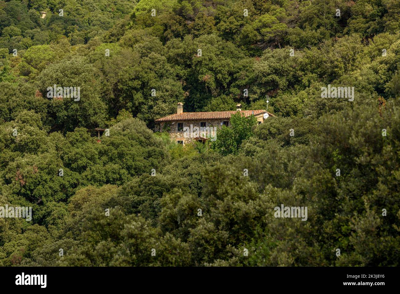 Houses surrounded by the Montnegre forest, seen from Hortsavinyà ...